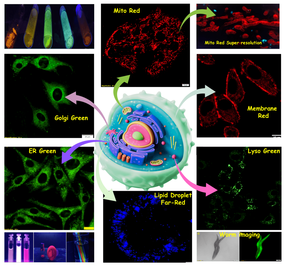 Luminojen – Organelle-Specific Fluorescent Dyes for Cell Imaging